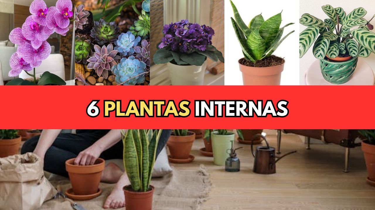 6 Plantas Internas Para Transformar Sua Casa em um Jardim Encantado